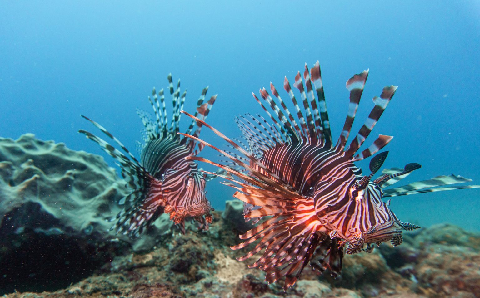 Coral threats and diseases – Gran Seaflower
